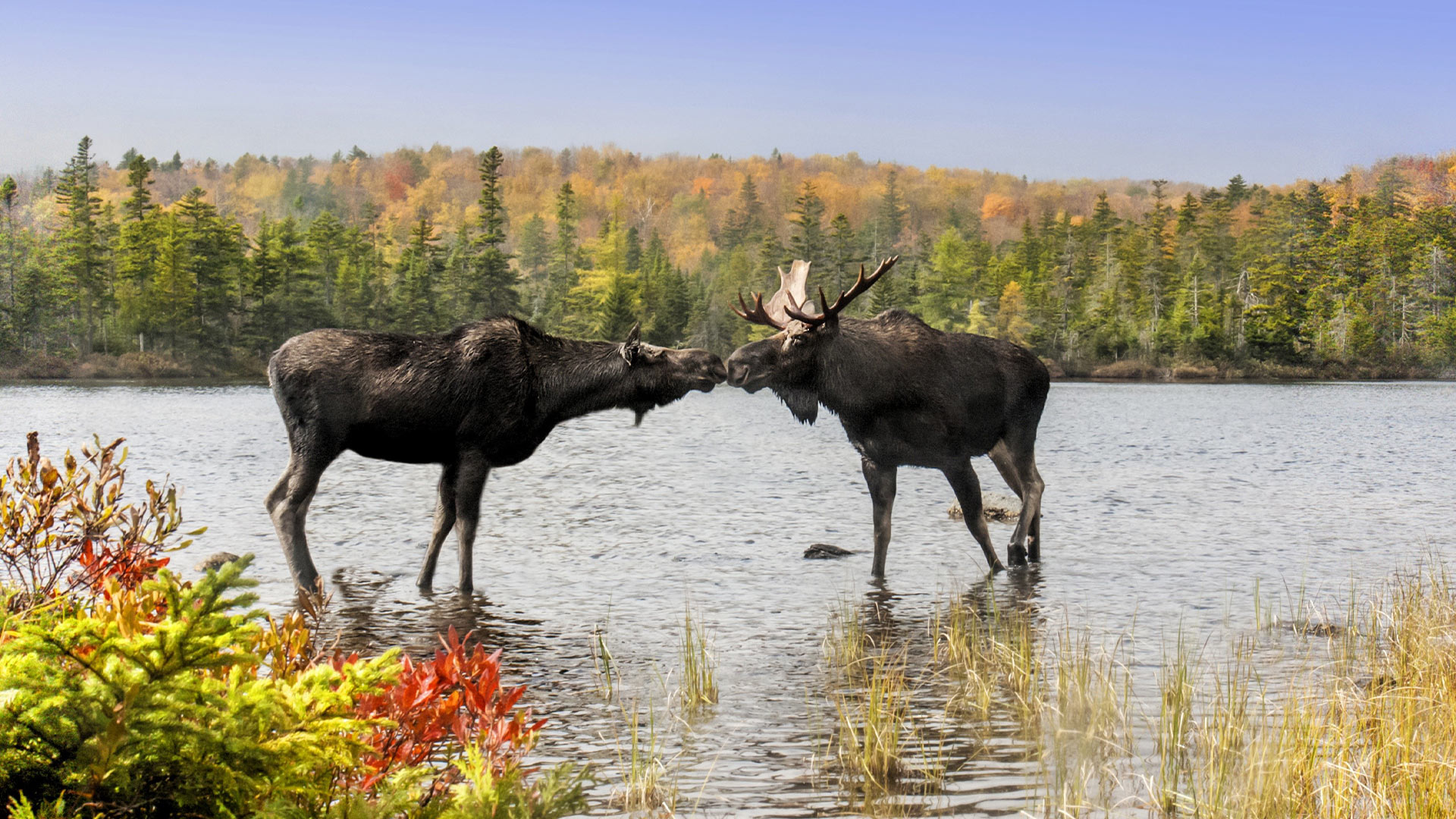 Einzigartige Natur in Finnlands Wäldern - Finnlines